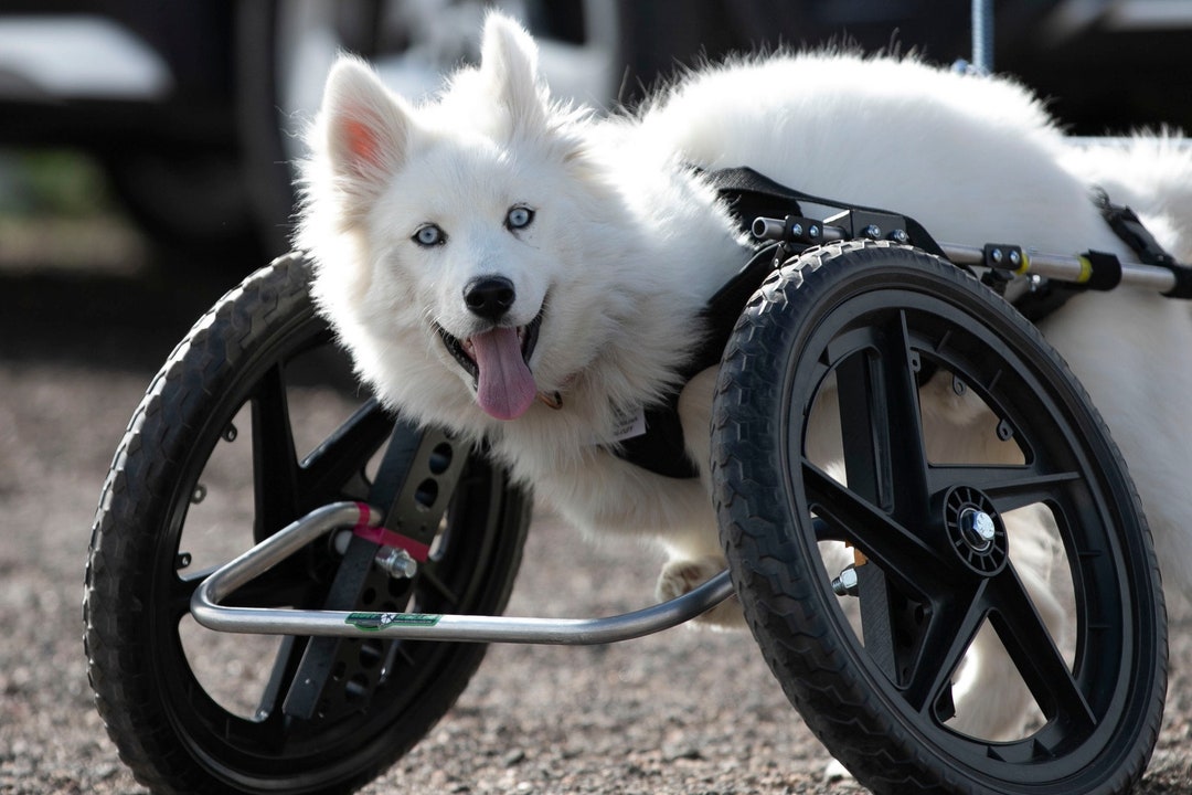 Custom Front Support Wheelchairs for All Pets - Etsy