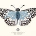 Tropical Checkered Skipper Art Print - Etsy