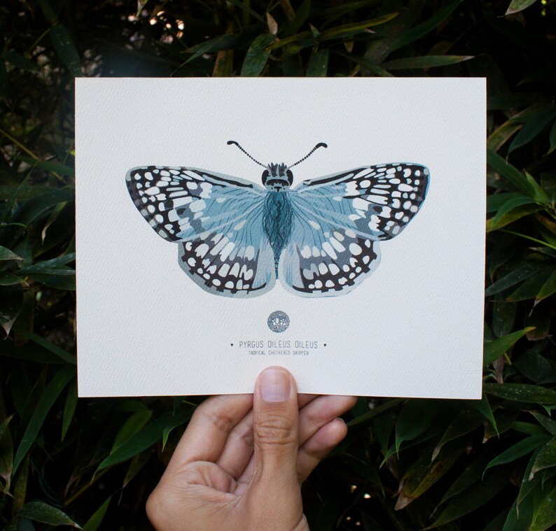 Tropical Checkered Skipper Art Print - Etsy