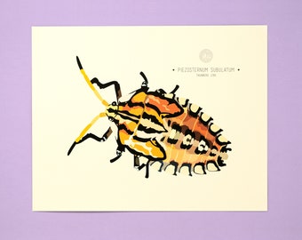 Stink Bug Art Print - Etsy
