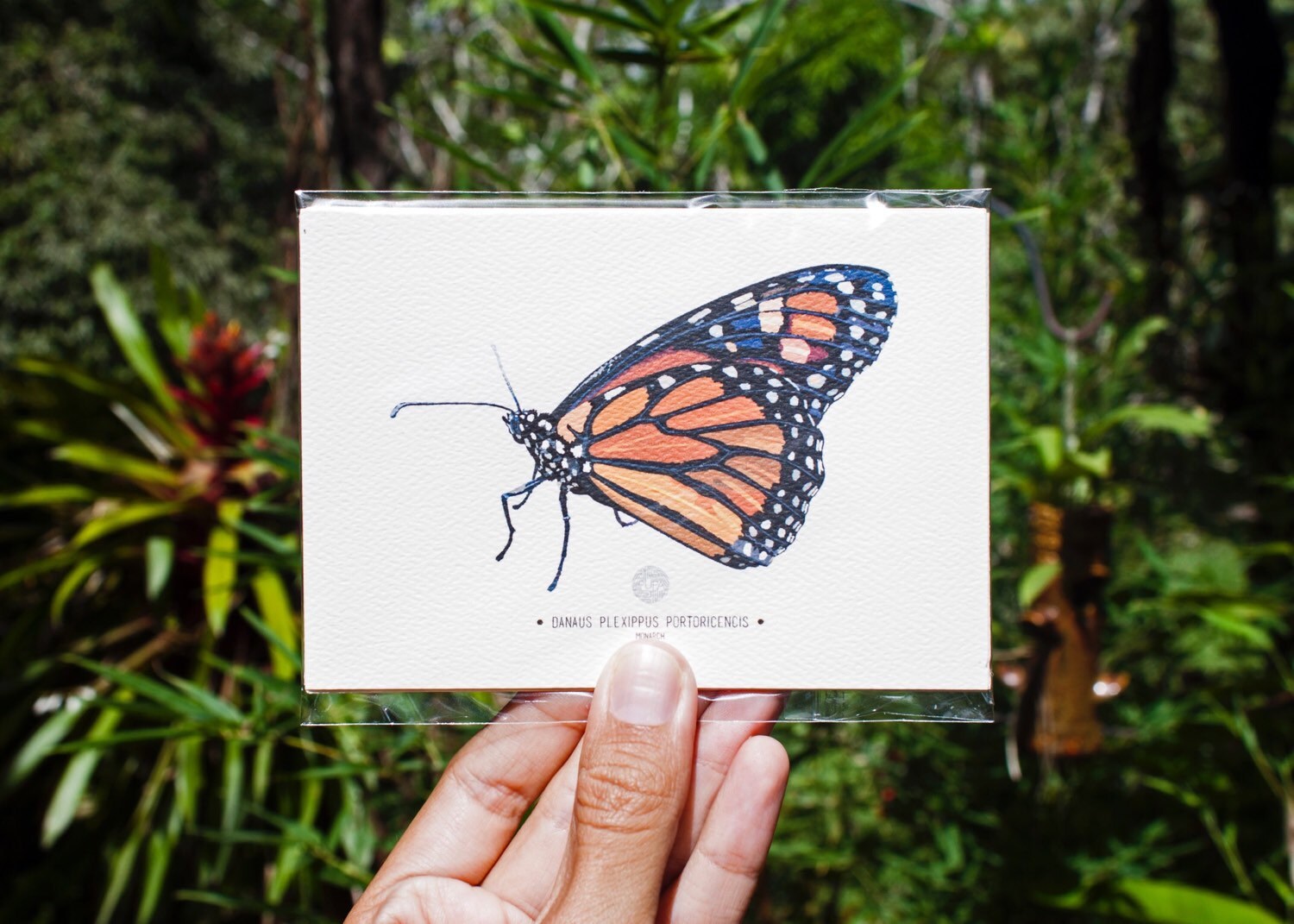 Insect Art Prints Set of Five - Etsy