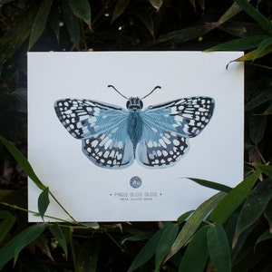 Tropical Checkered Skipper Art Print - Etsy