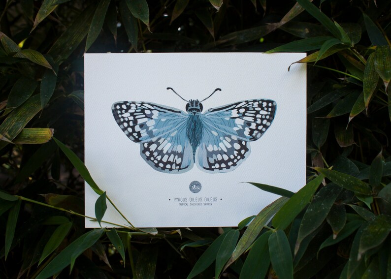 Tropical Checkered Skipper Art Print - Etsy