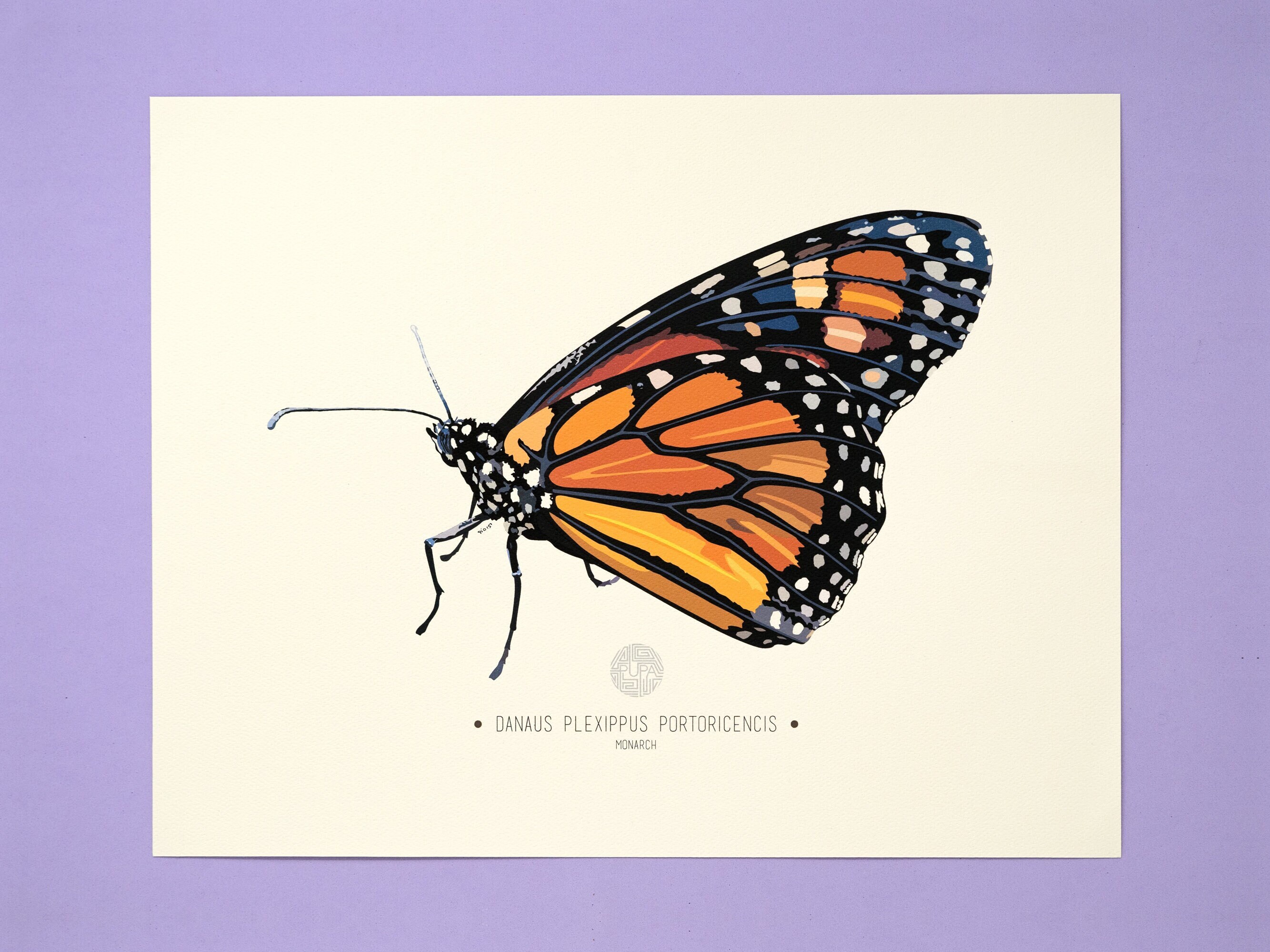 Monarch Butterflies Drawing