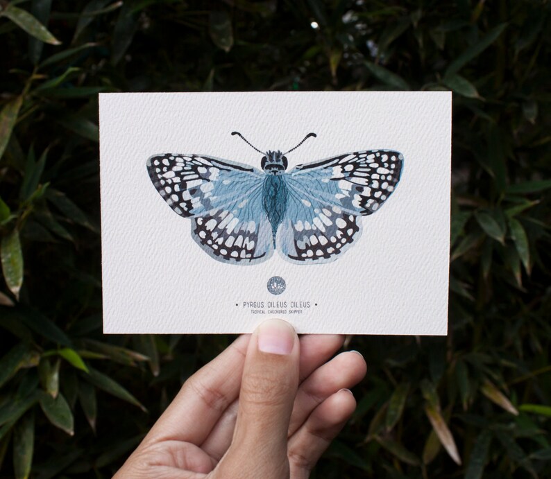 Tropical Checkered Skipper Art Print - Etsy