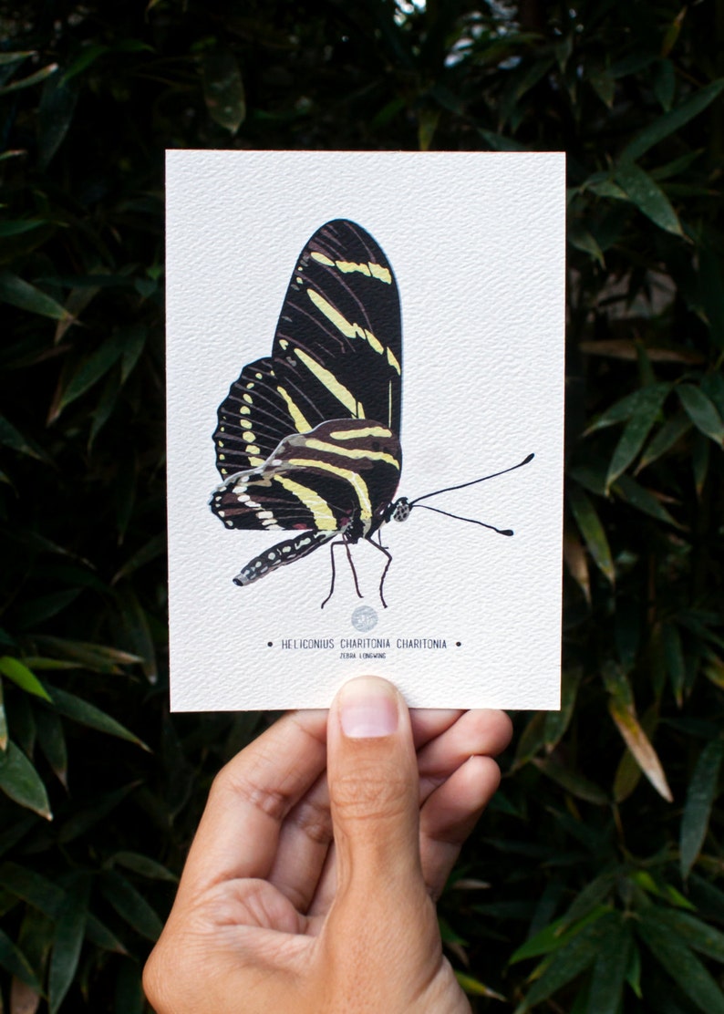 Zebra Longwing Butterfly Art Print - Etsy