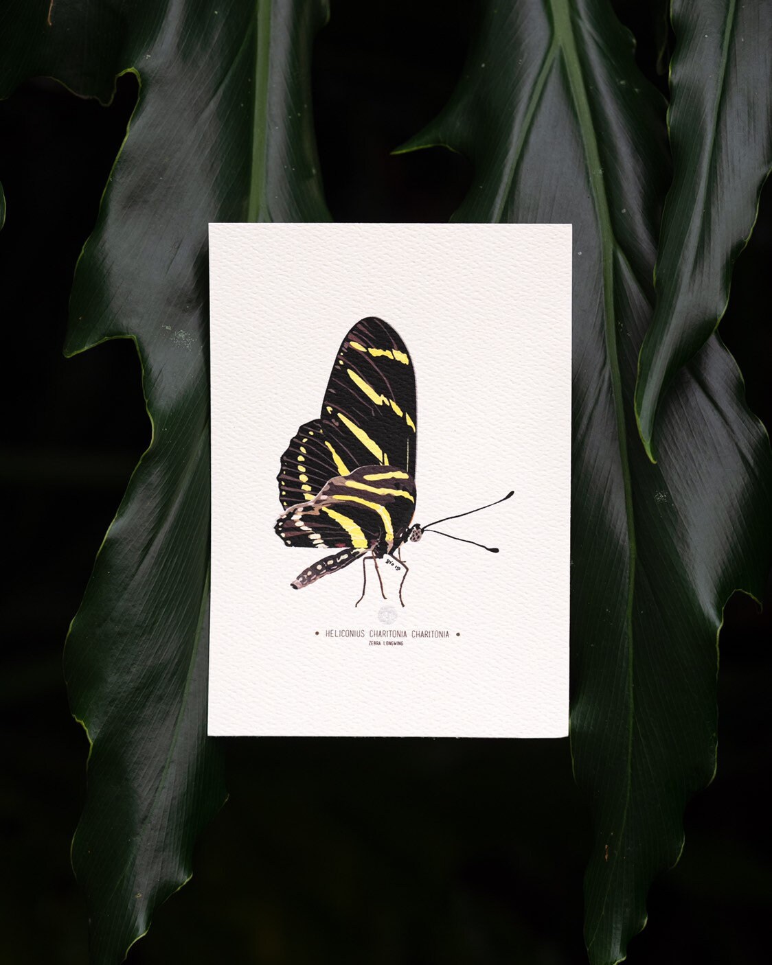 Zebra Longwing Butterfly Art Print Illustration | Etsy