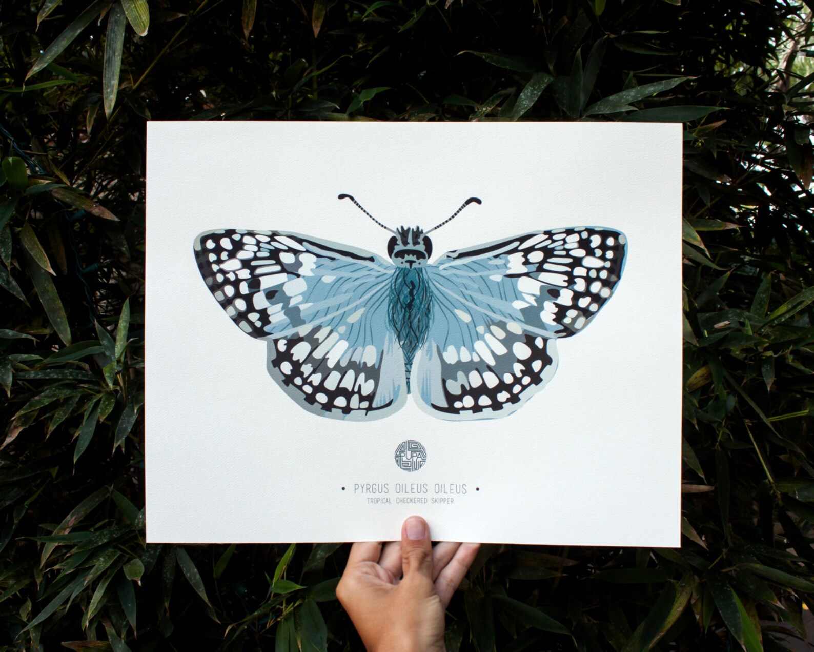 Tropical Checkered Skipper Art Print - Etsy