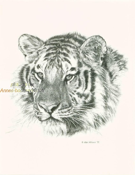 91 TIGER PORTRAIT Pen & Ink Drawing Done by Jan Jellins Wild | Etsy