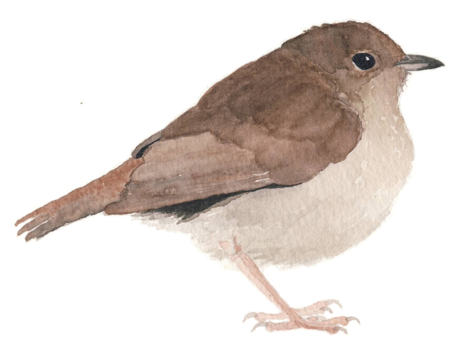 Brown Watercolor Bird Fine Art Print - Etsy