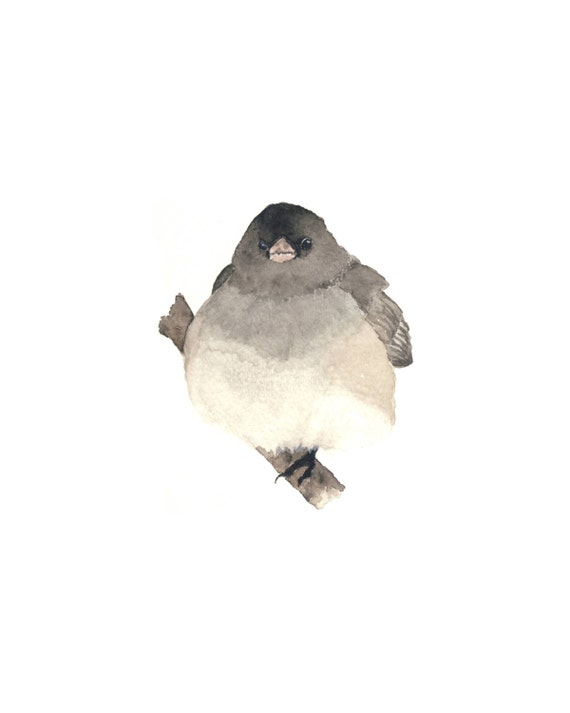 Black and Gray Junco on Branch Fine Art Print | Etsy