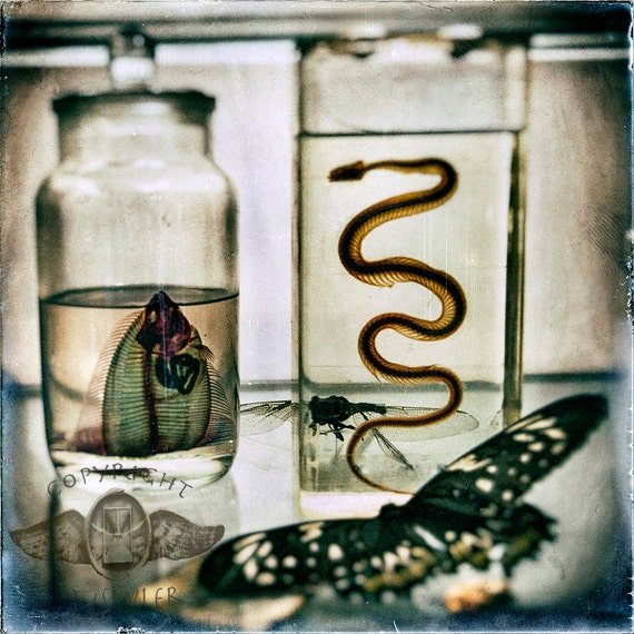Morbid Curiosity Butterfly and Friends Snake and Fish | Etsy