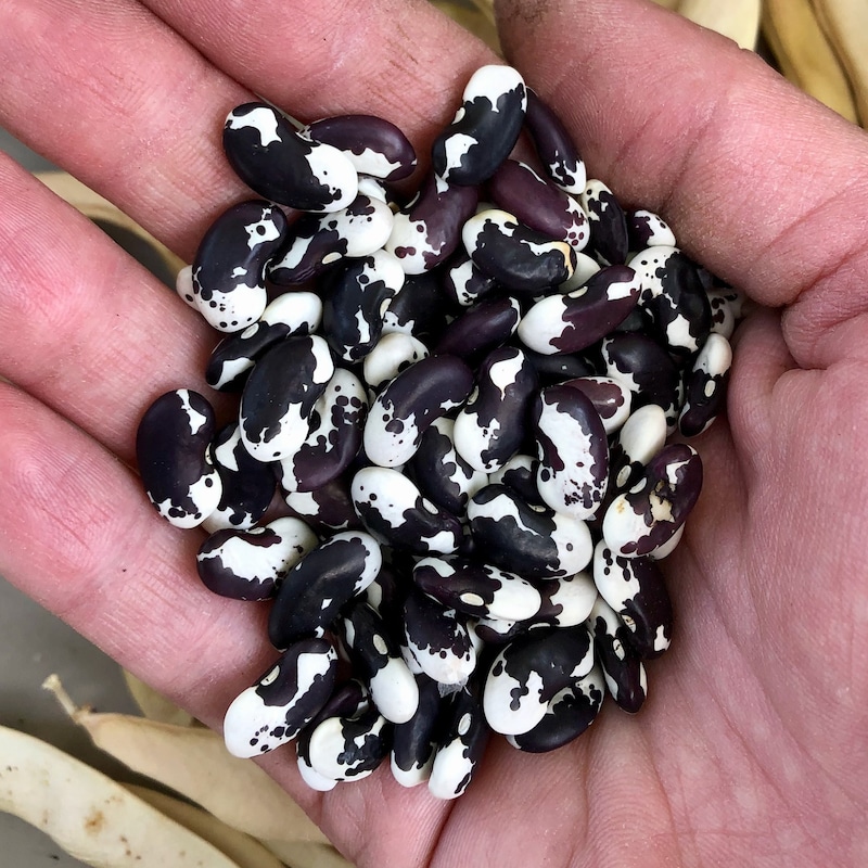 Heirloom Bean Seed - Etsy