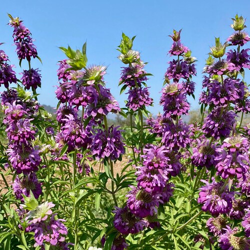 Lemon Bee Balm Flower Seeds 85: Non-gmo Heirloom Open - Etsy