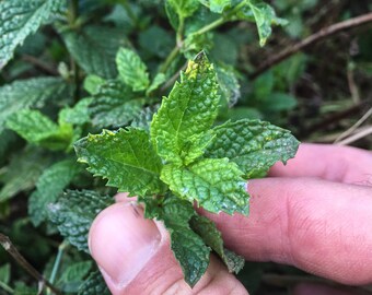 Purple Dead-Nettle Seeds Lamium purpureum Red Henbit | Etsy