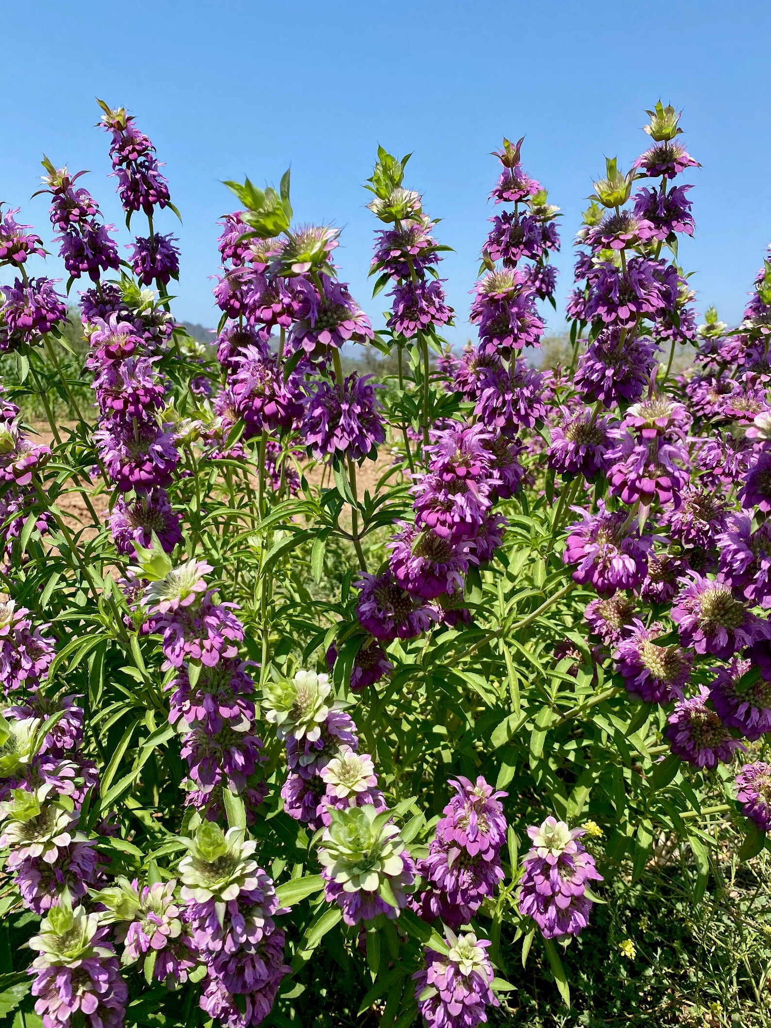 Lemon Bee Balm Flower Seeds 85: Non-gmo Heirloom Open - Etsy