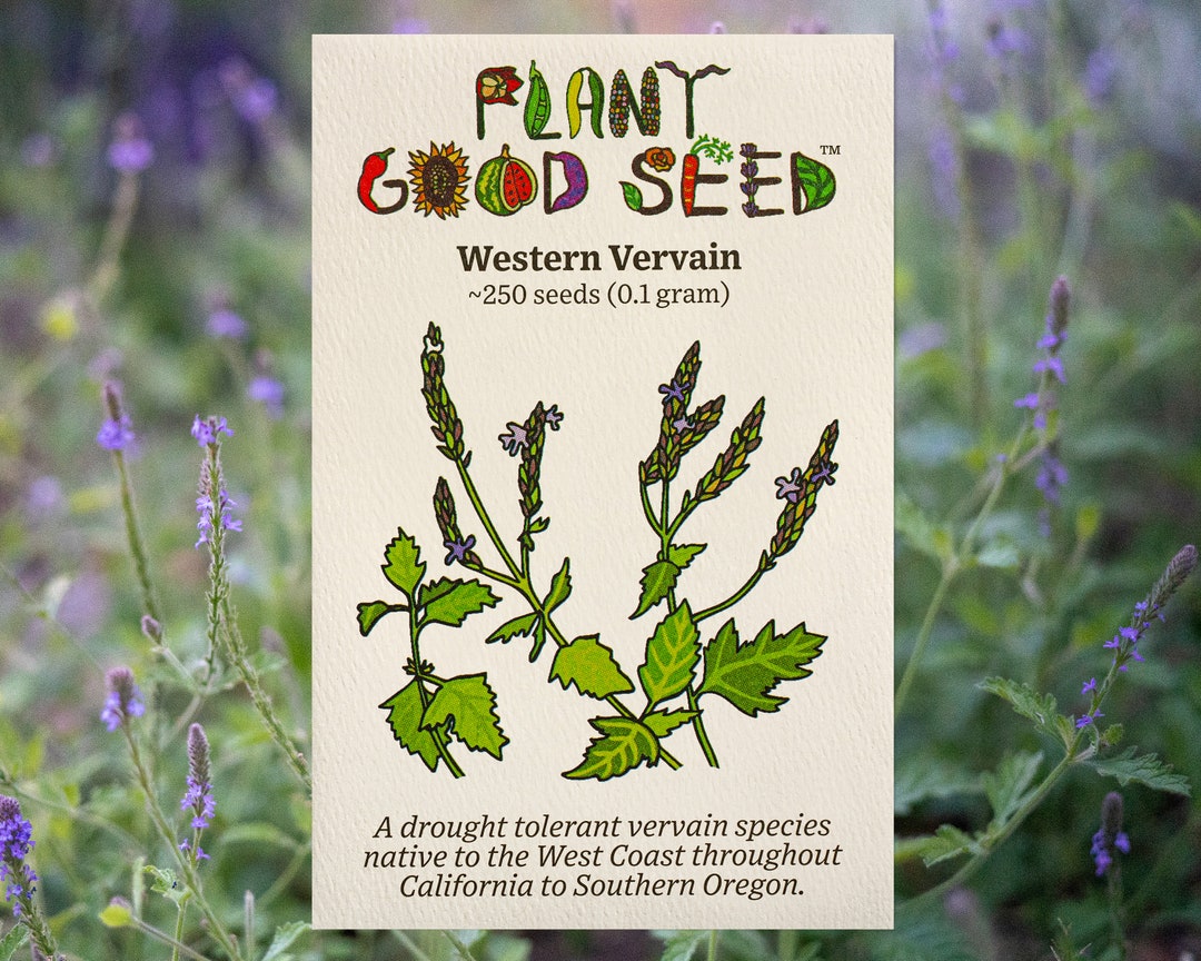 Western Vervain Verbena Lasiostachys Seeds Vervain Seeds - Etsy