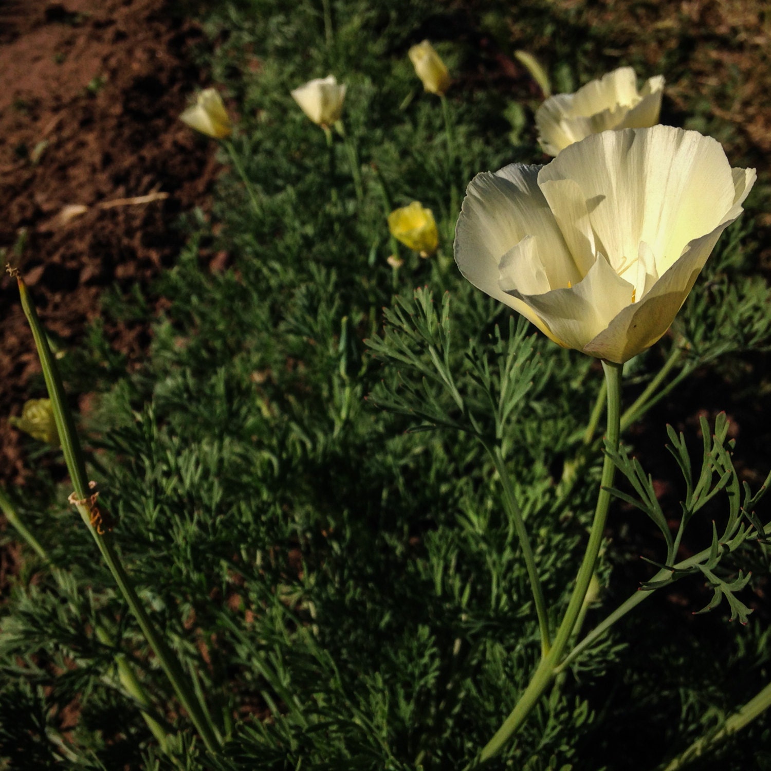 White Linen California Poppy Seeds 200: Certified Organic - Etsy