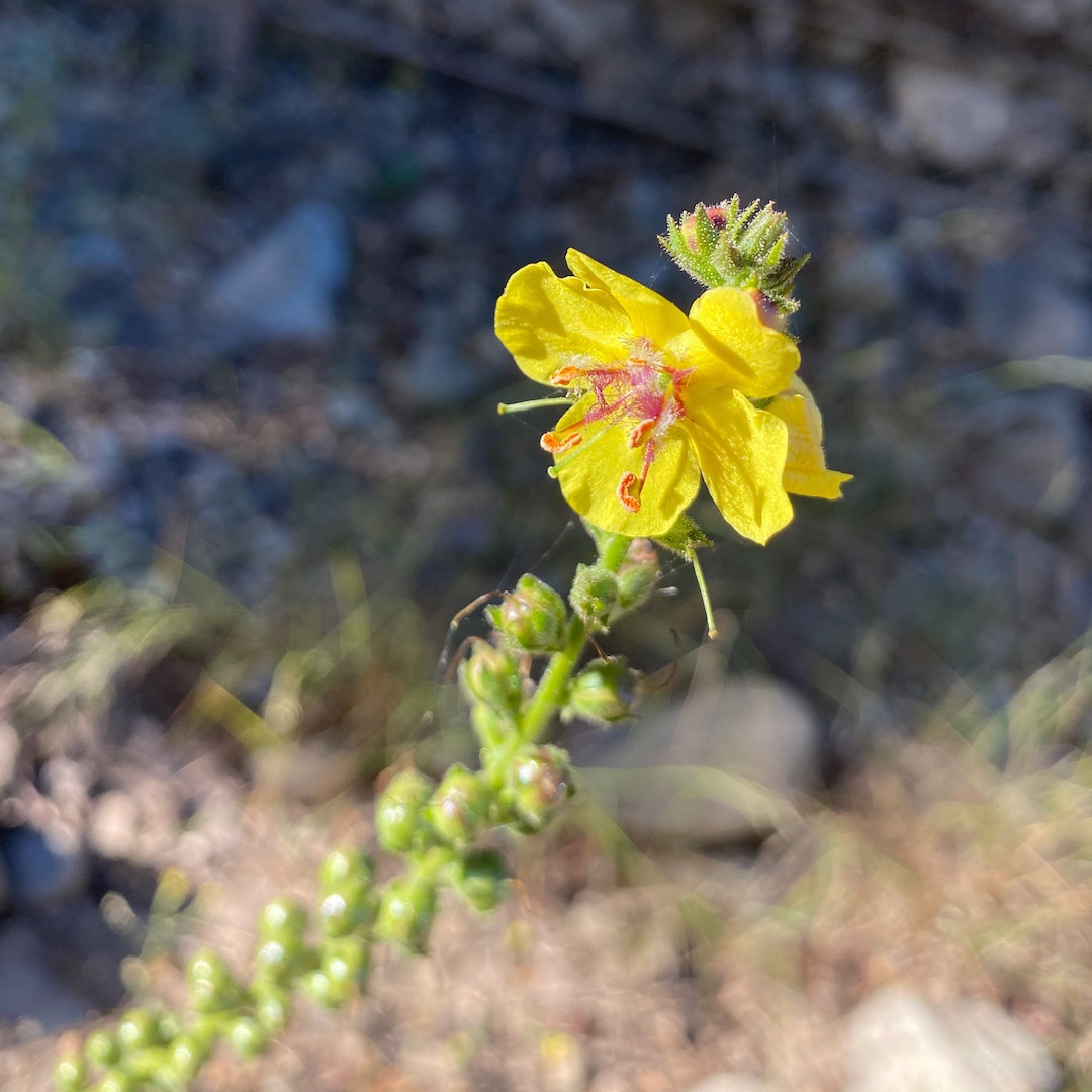 Wand Mullein (verbascum Virgatum) Seeds (~250): Non-gmo, Heirloom, Open ...