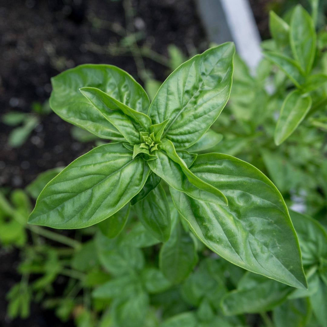 Genovese Sweet Green Basil Seeds: Italian Heirloom for Pesto, Spicy ...