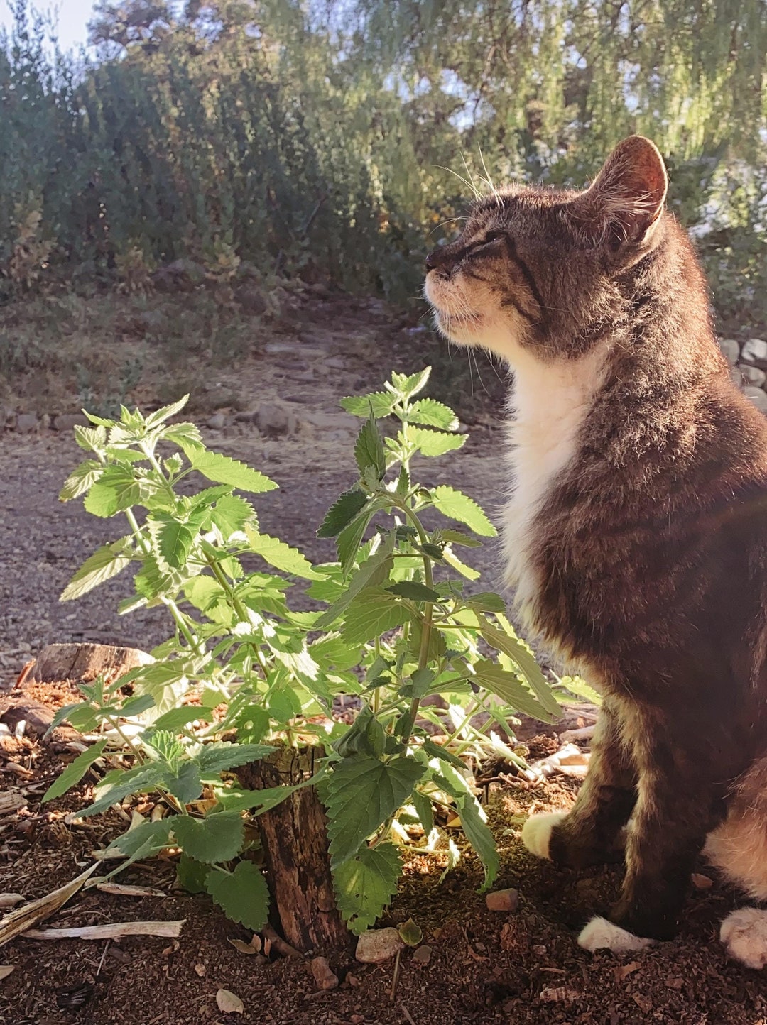 Catnip Seeds Organic, Bulk Cat Nip Seed Packets Custom Grow Toys for ...