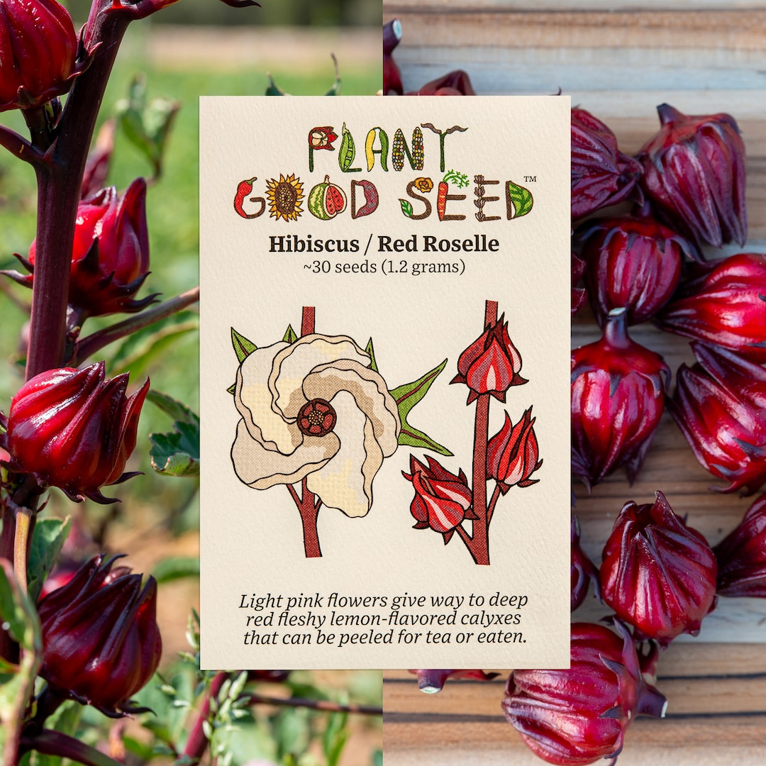 Red Hibiscus Seeds: Indian Sorrel, Hibiscus Sabdariffa / Thai Red ...