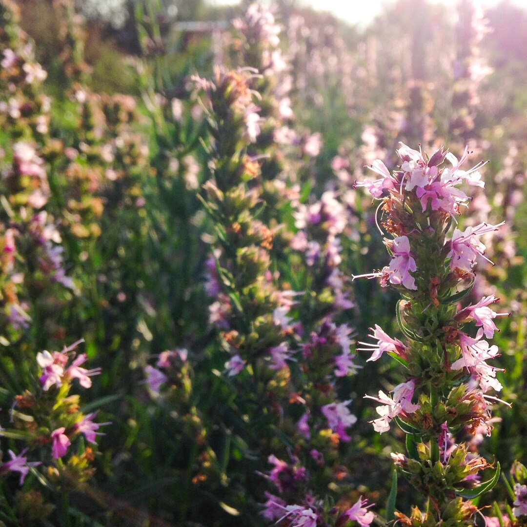 Pink Flowered Hyssop Seeds: Biblical Plant, Bible Herb Seed Packet ...