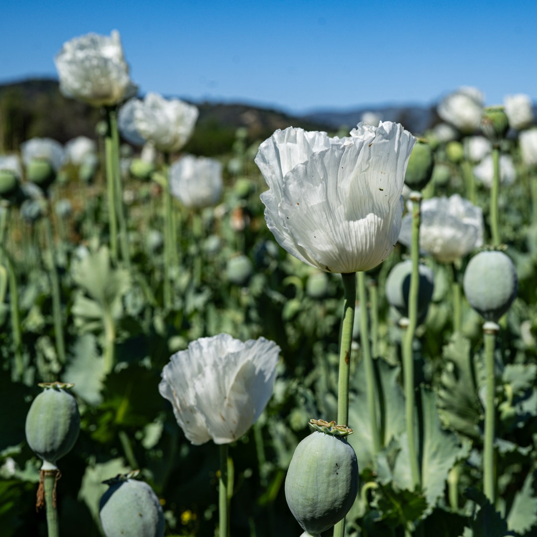 Peshawar Poppy Seeds Certified Organic, White Flower Seeds, Heirloom ...