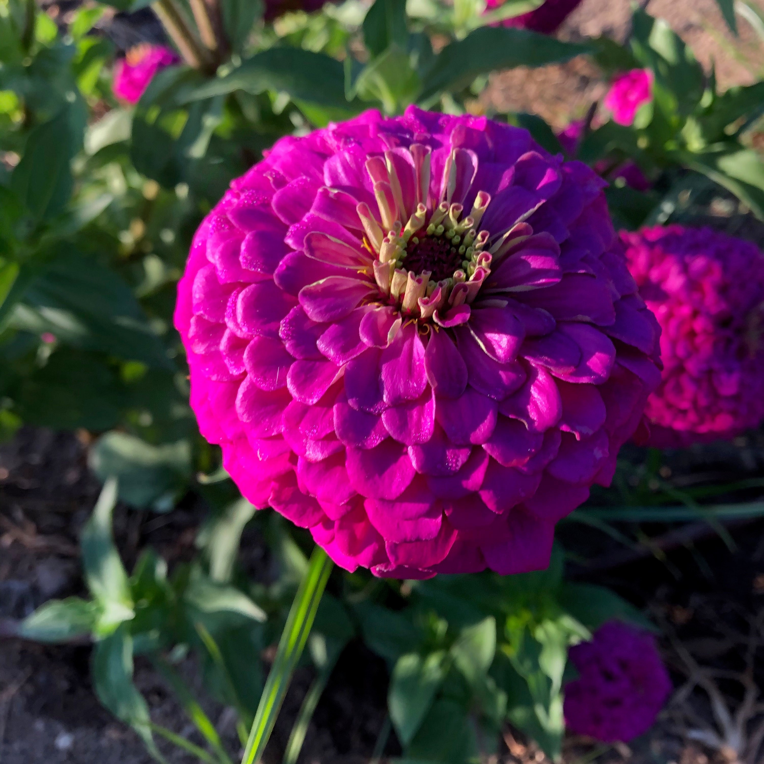 Zinnia Dahlia Bouquet