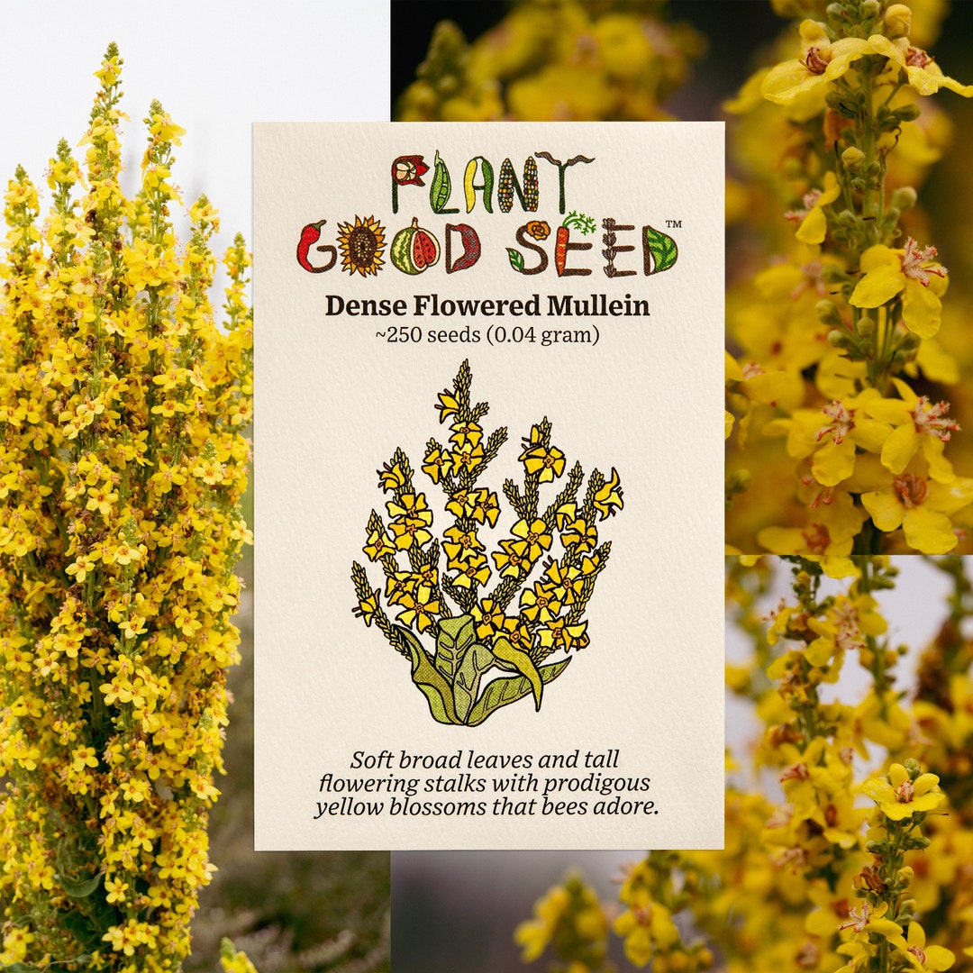 Dense Flowered Mullein Seeds Verbascum Organic, GMO Free, Homegrown ...