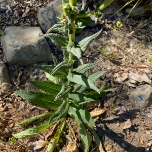 Wand Mullein (verbascum Virgatum) Seeds (~250): Non-gmo, Heirloom, Open ...