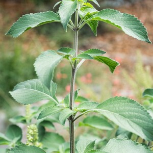 Vana Holy Basil Tulsi Seeds, Van Tulasi, African Tree Wild Clove Basil ...