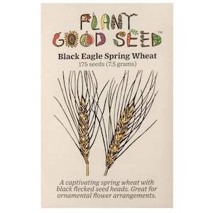 Black Eagle Spring Wheat Seeds for Planting: Ornamental or Garden Grow ...