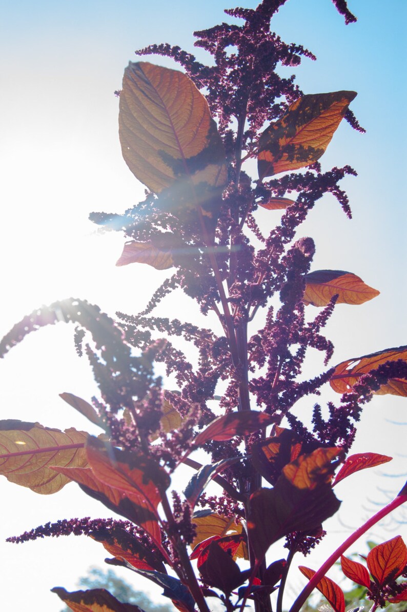 Hopi Red Dye Amaranth amaranthus Cruentus Seeds 600: | Etsy