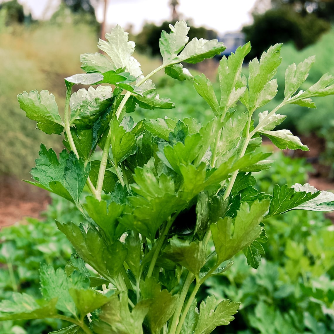 Giant of Italy Parsley Seeds 200: Certified Organic - Etsy