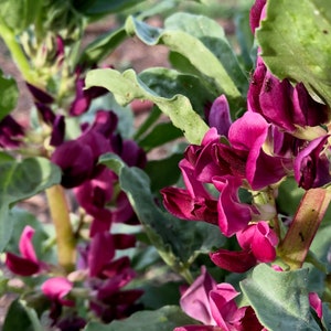 Crimson Flowered Fava Beans, Certified Organic Heirloom Seeds Rare Fava ...