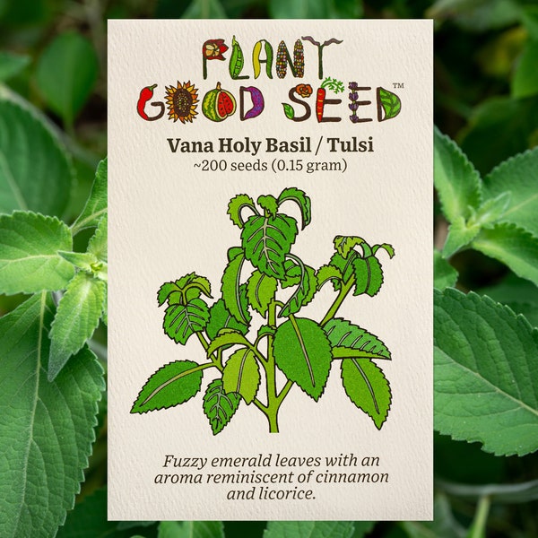 Tulsi Seeds - Etsy