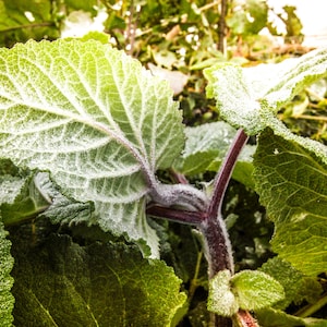 Clary Sage Seeds (~50): Certified Organic, Non-gmo, Open Pollinated ...