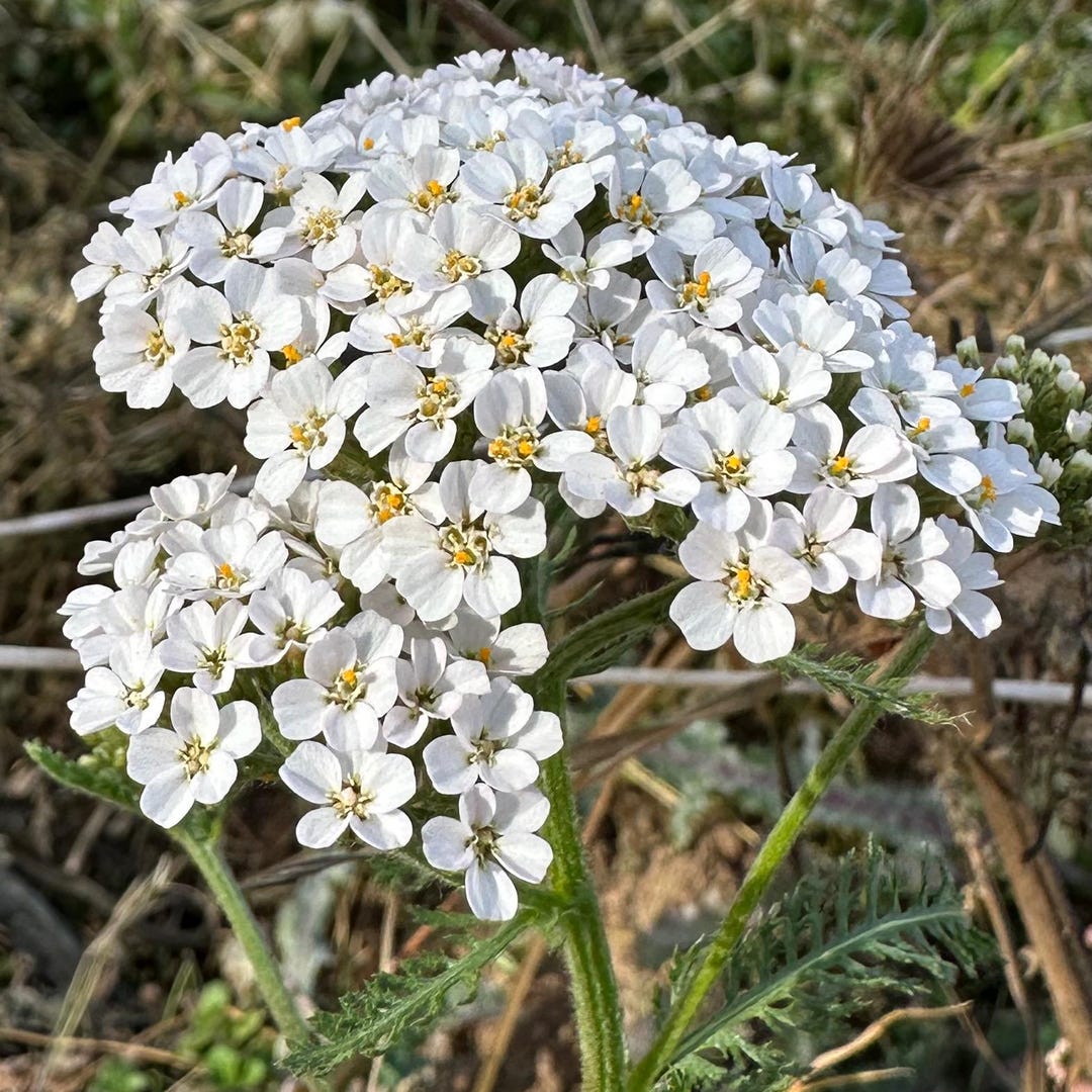 White Yarrow Seeds: Achillea Millefolium, California Native Flower Seed ...