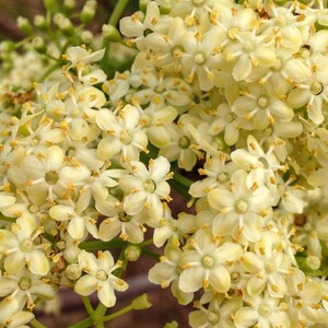 Mexican Elderberry Seeds: Native California Tree Shrub, Blue Berries ...