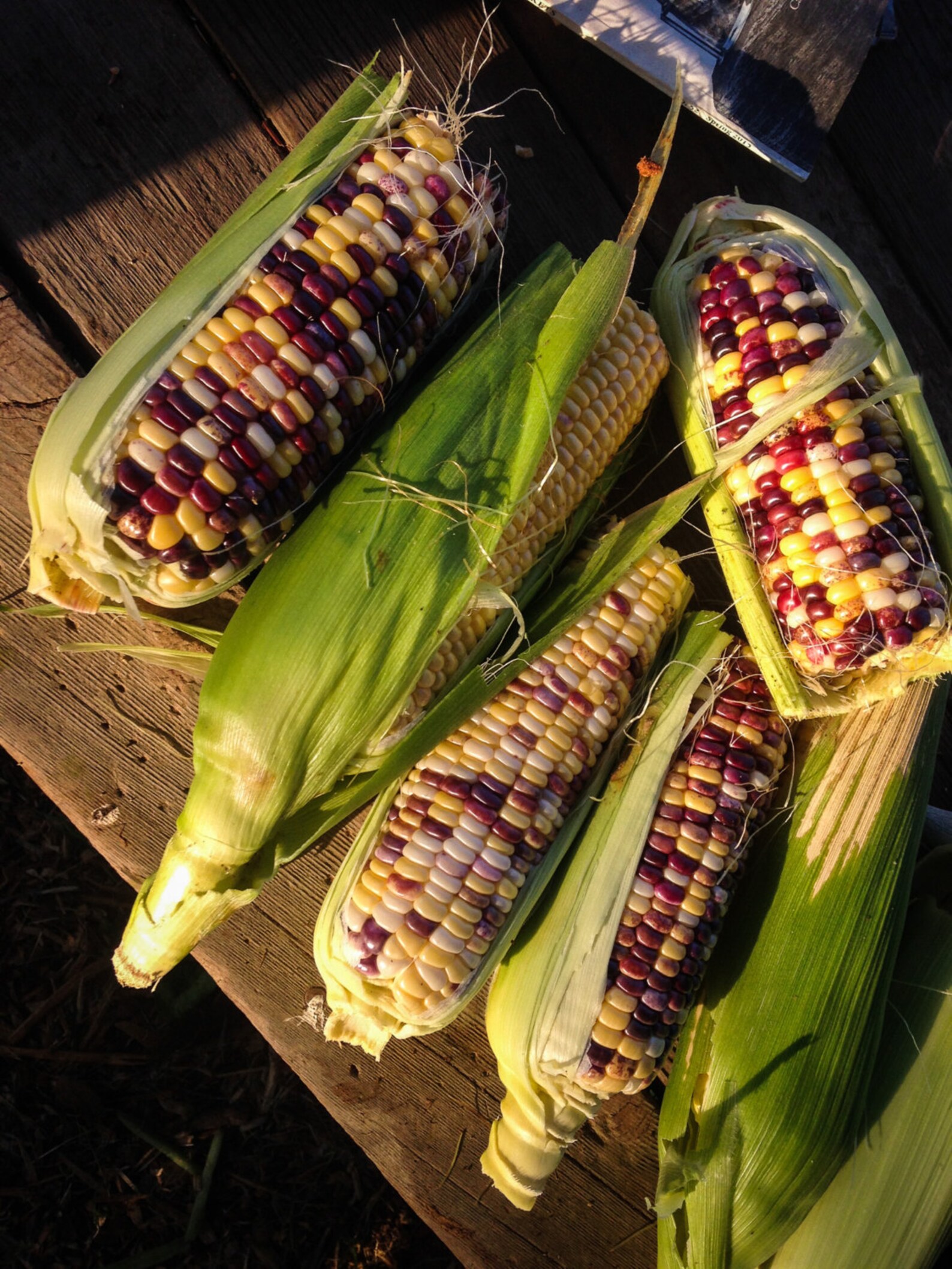 Festivity Sweet Corn Seeds 30: Certified Organic Non-gmo - Etsy