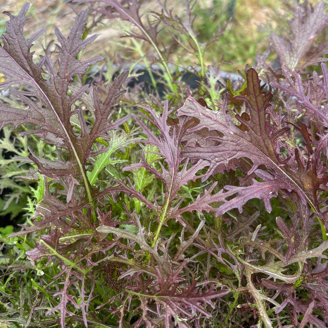 Ruby Streaks Mustard Seeds for Planting: Packet or Bulk Size, Purple ...