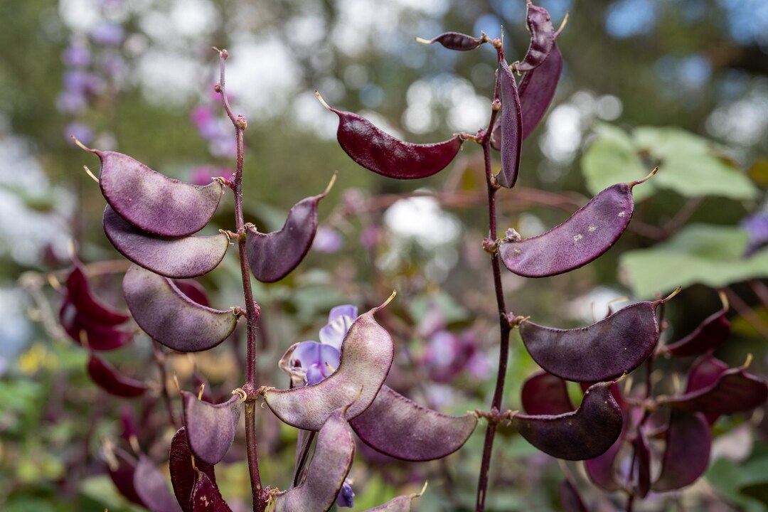Ruby Moon Hyacinth Bean (lablab Purpureus) Seeds - Purple Bean Pods ...