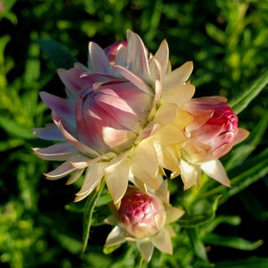Silvery Rose Strawflower Seeds: Rose Colored Easy to Grow for Dried ...