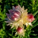 Silvery Rose Strawflower Seeds: Rose Colored Easy to Grow for Dried ...