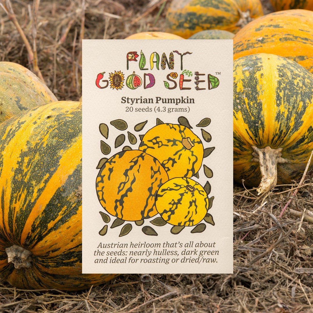 Styrian Hulless Pumpkin Seeds for Planting: Oil Pumpkin Heirloom ...