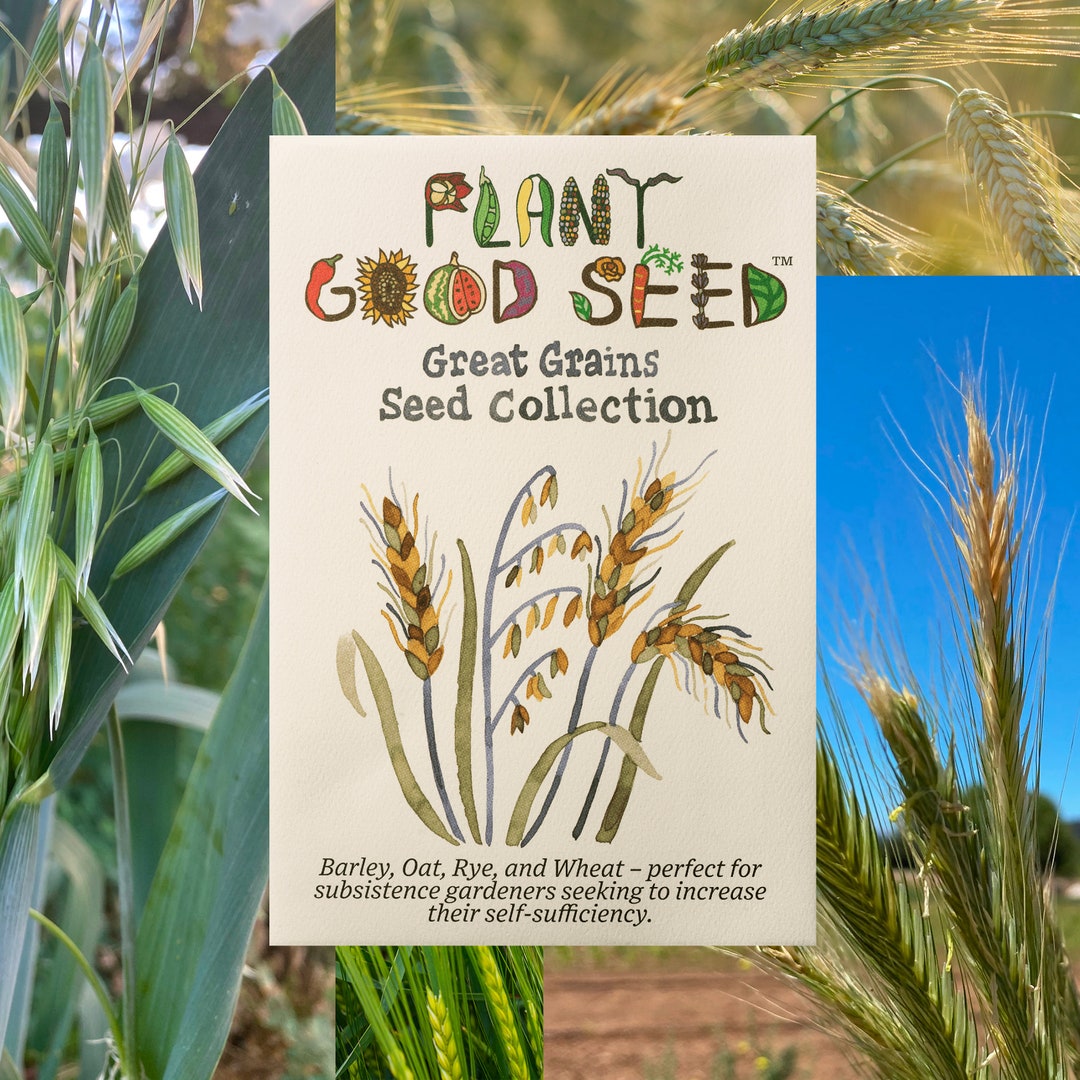 Great Grains Seed Collection: Wheat Oat Barley Rye Seed Packets for ...