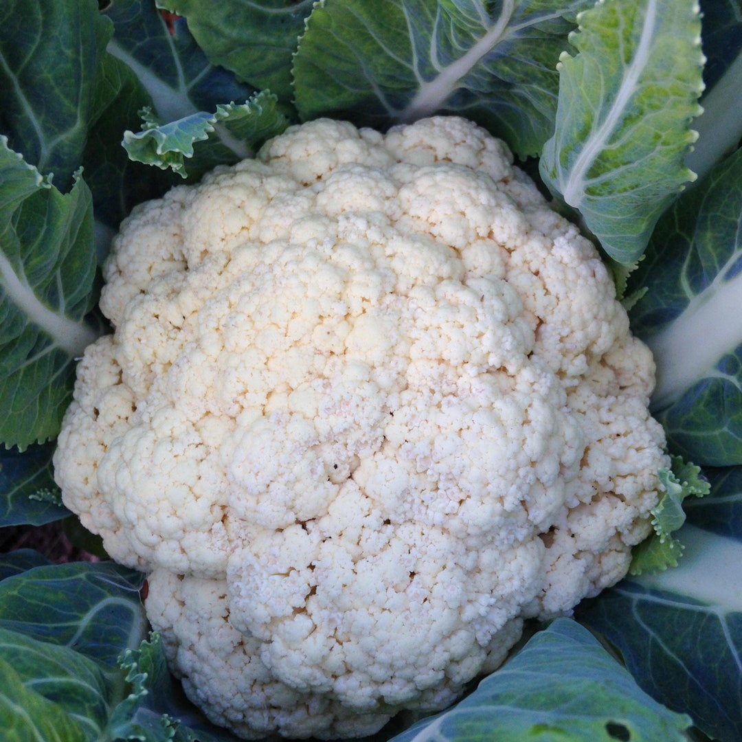 Snowball Cauliflower Seed: Packet, Bulk Heirloom Self-blanching White ...