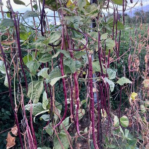 Chinese Red Noodle Bean Seed Packet, Heirloom Seeds, High-yielding ...