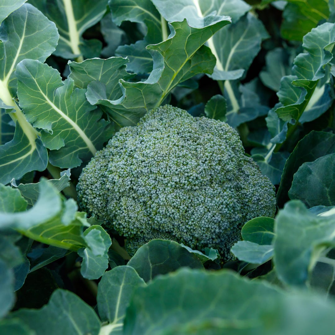 Marathon Elite Broccoli Seeds (1,000): F1 Hybrid Seed, Highly ...